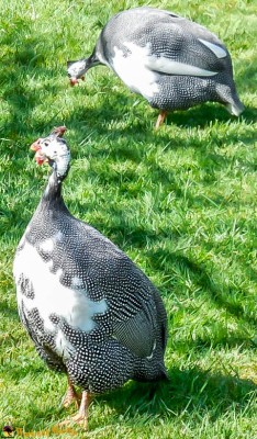 Guinea Fowl Facts - Their Love Life – Marilyn Williams' Blog!
