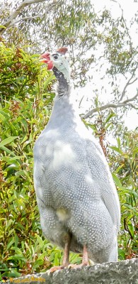 Guinea Fowl Facts - Their Love Life – Marilyn Williams' Blog!