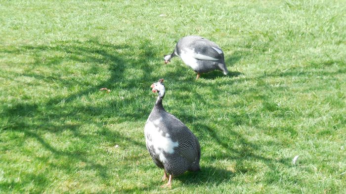 Guinea Fowl Facts - Their Love Life – Marilyn Williams' Blog!