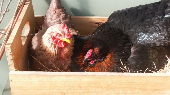 Chickens and their Personalities – Marilyn Williams' Blog!