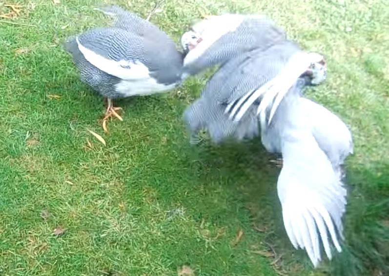 Guinea Fowl Behaviour Fighting Over Mates – Marilyn Williams' Blog!