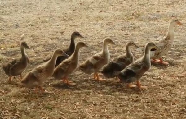 Why Ducks go Broody and How they Act – Marilyn Williams' Blog!